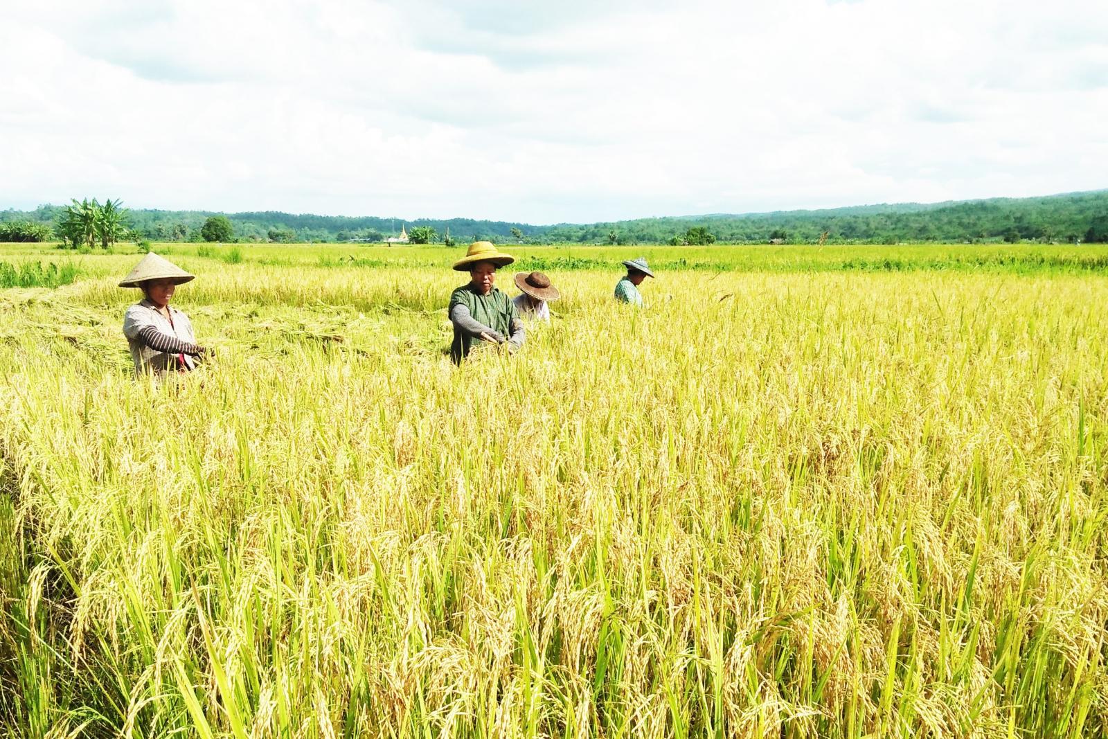 ထီးလင်းမြို့ အမှတ် ၁ ရပ်မကွင်း တွင် နွေစပါးများ ရိတ်သိမ်း